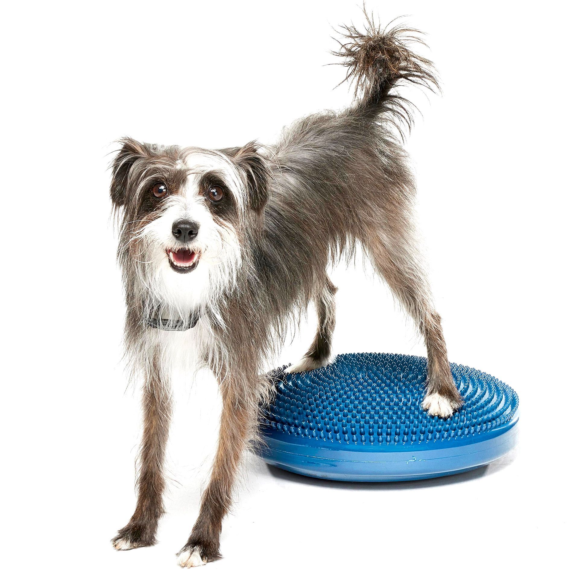 Spiel & Training für Hunde: Profi-Zubehör | Chic & Scharf
